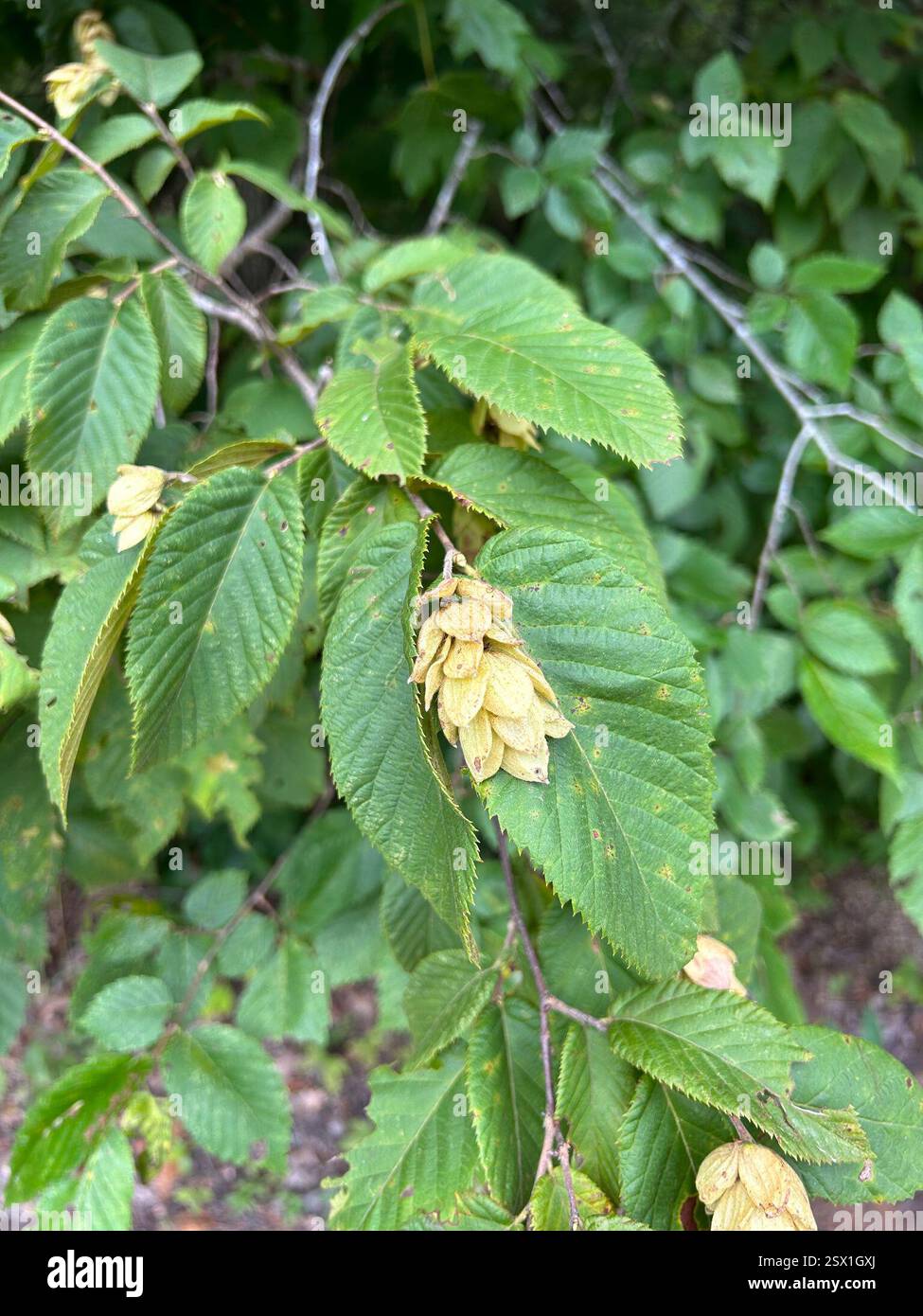 American hophornbeam (Ostrya virginiana), Plantae, Johnson's Shut-Ins ...