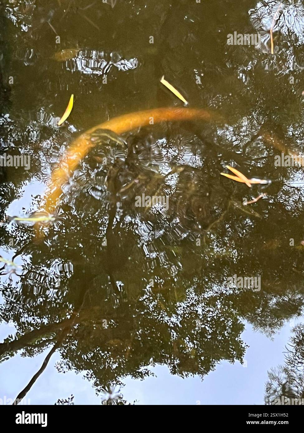True Eels (Anguilliformes), Actinopterygii, Hutchison Park, Hung Hom ...