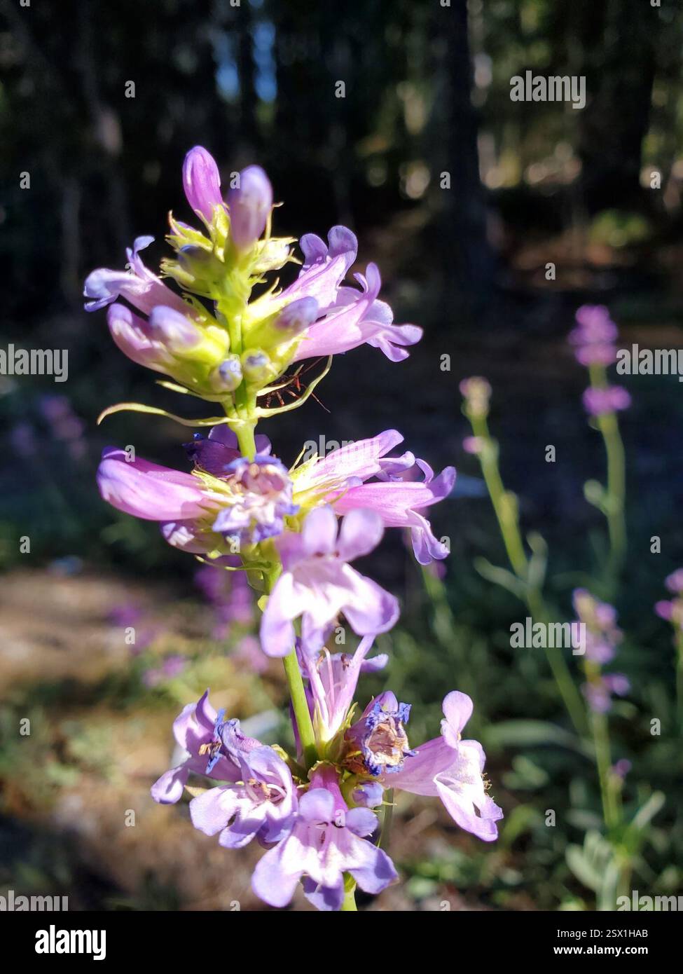 Glaucous Beardtongue (Penstemon euglaucus), Plantae, Sisters, OR 97759 ...