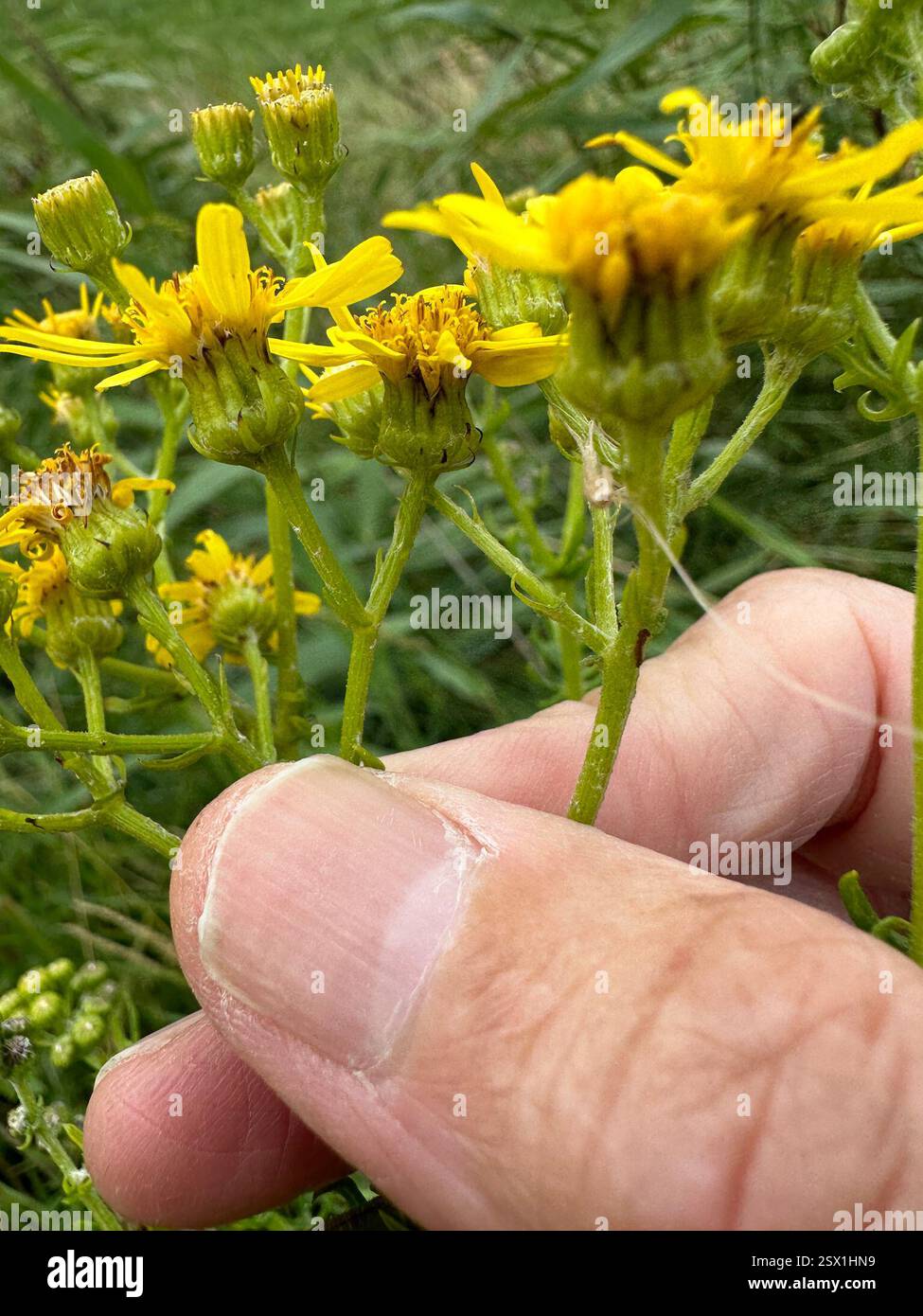 Hoary Ragwort (Jacobaea erucifolia), Plantae, Trowbridge Community ...