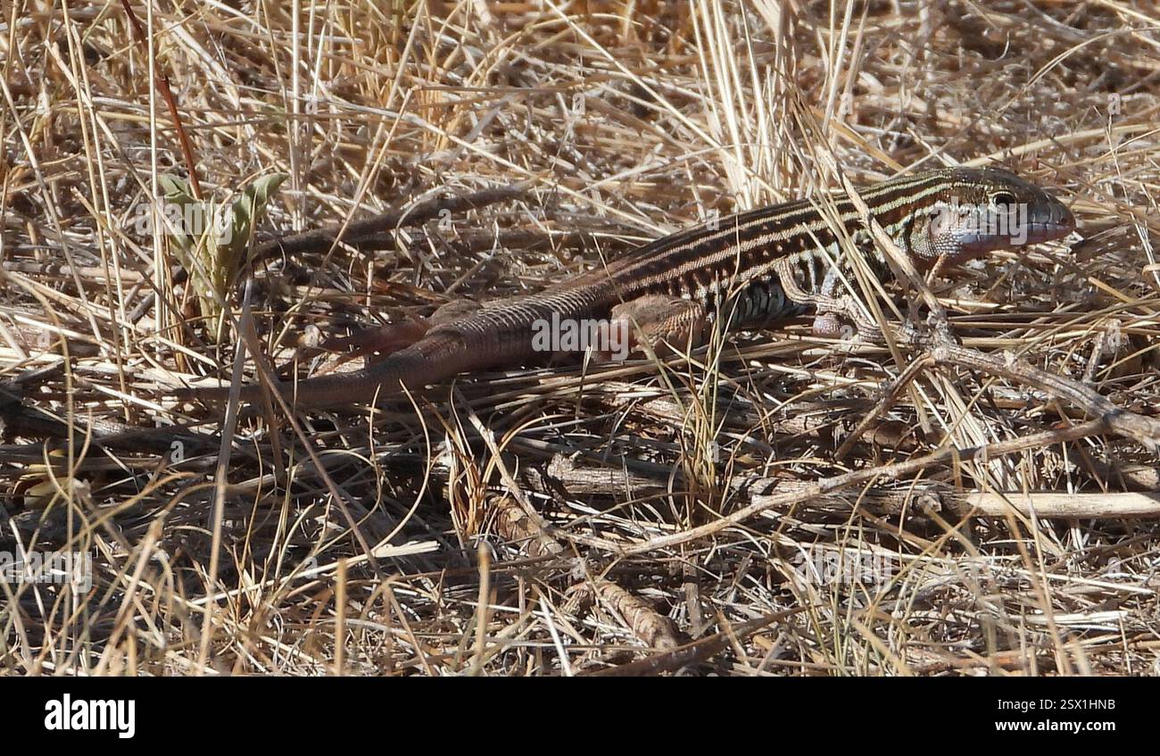 Common Spotted Whiptail (Aspidoscelis gularis), Reptilia, Fort Davis ...