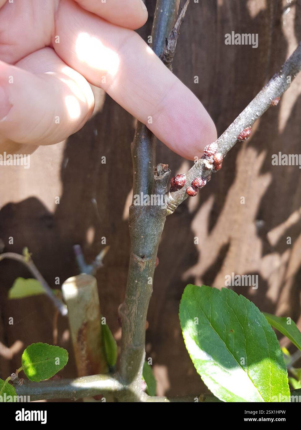 (Parthenolecanium), Insecta, Coventry CV3, UK Stock Photo - Alamy
