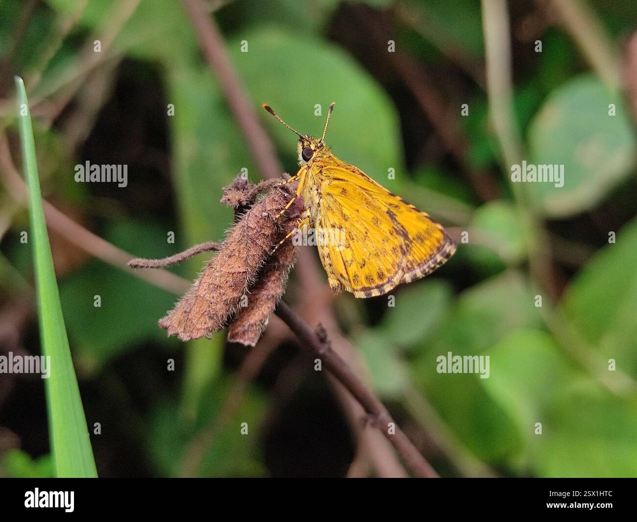Common Bush Hopper (Ampittia dioscorides), Insecta, Njaliankuzhi ...