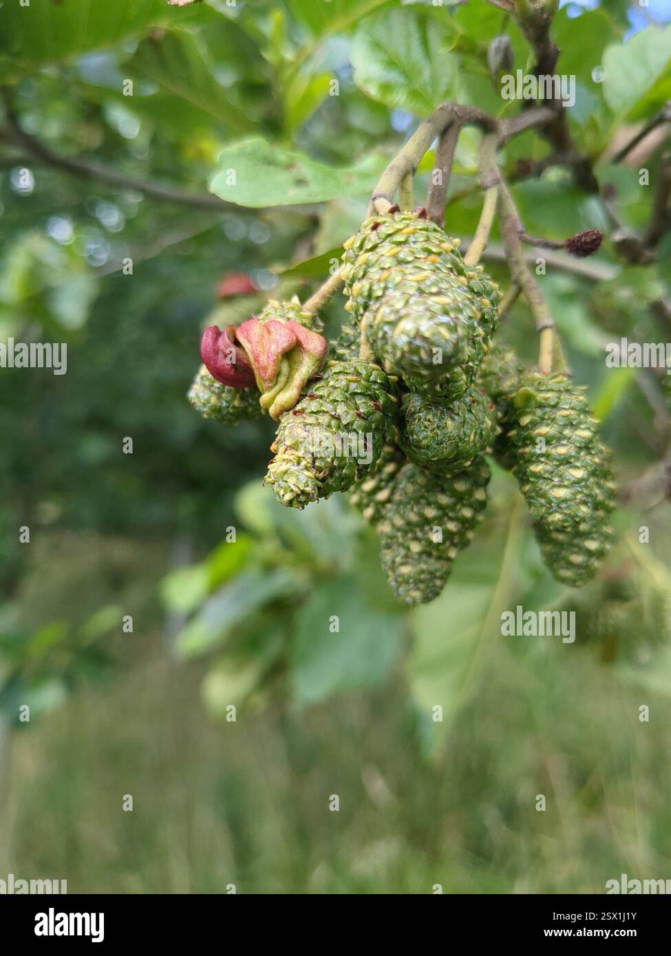 alder tongue gall (Taphrina alni), Fungi, Cornholme, Todmorden OL14, UK ...