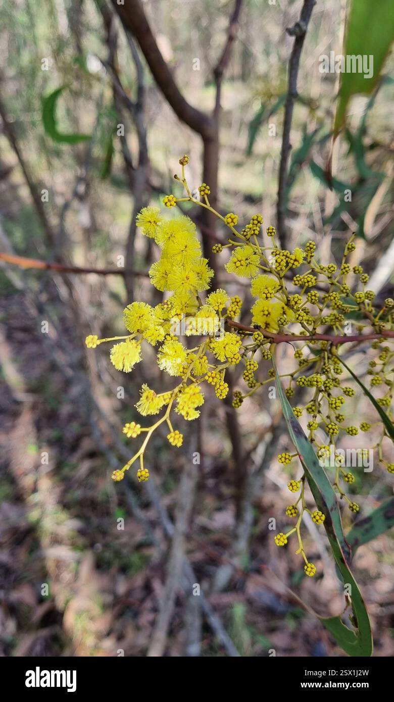 Red Stem Wattle (Acacia rubida), Plantae, Burrowye Stock Photo - Alamy