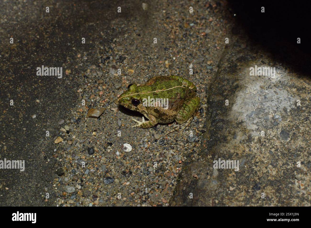 Hong Kong Rice-paddy Frog (Fejervarya multistriata), Amphibia, 中国浙江省杭州市 ...