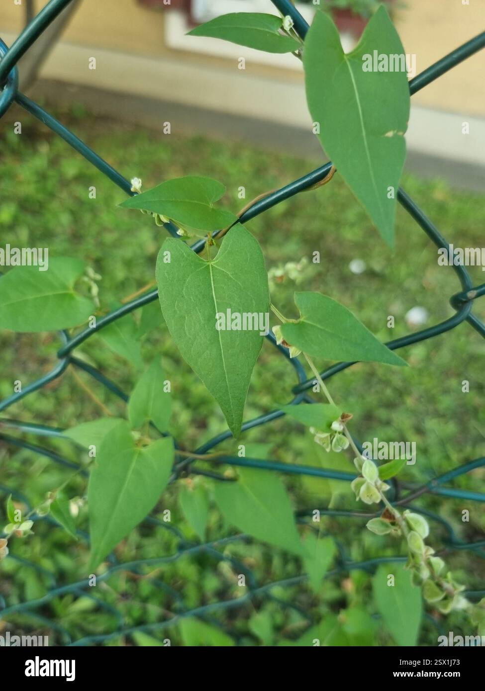 Copse-bindweed (Fallopia dumetorum), Plantae, St. Leonhard, Graz ...