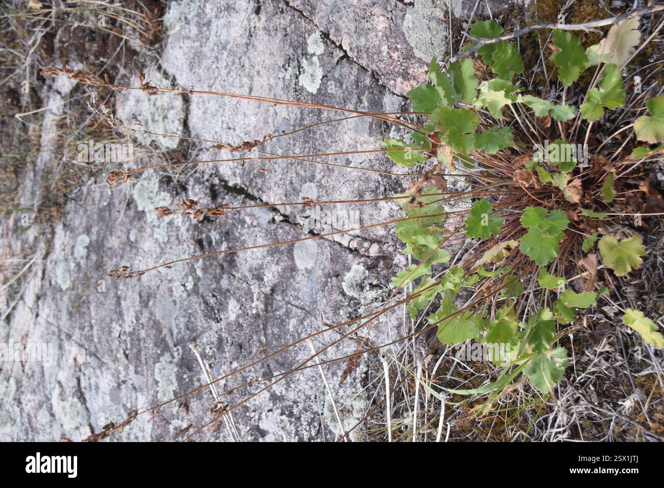prairie alumroot (Heuchera richardsonii), Plantae, Powerview, Powerview ...