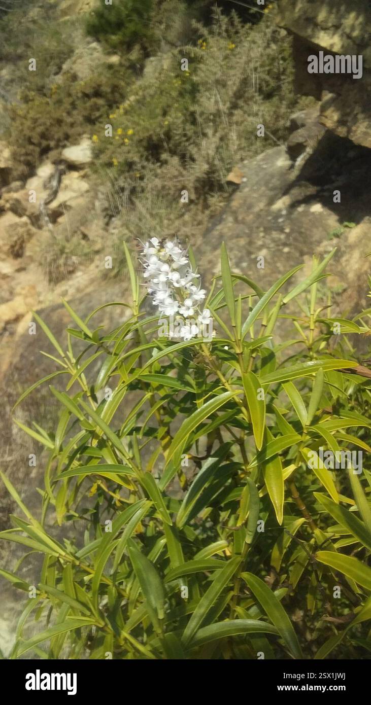Tree Hebe (Veronica parviflora), Plantae, Nelson, NZ-NE, NZ Stock Photo ...