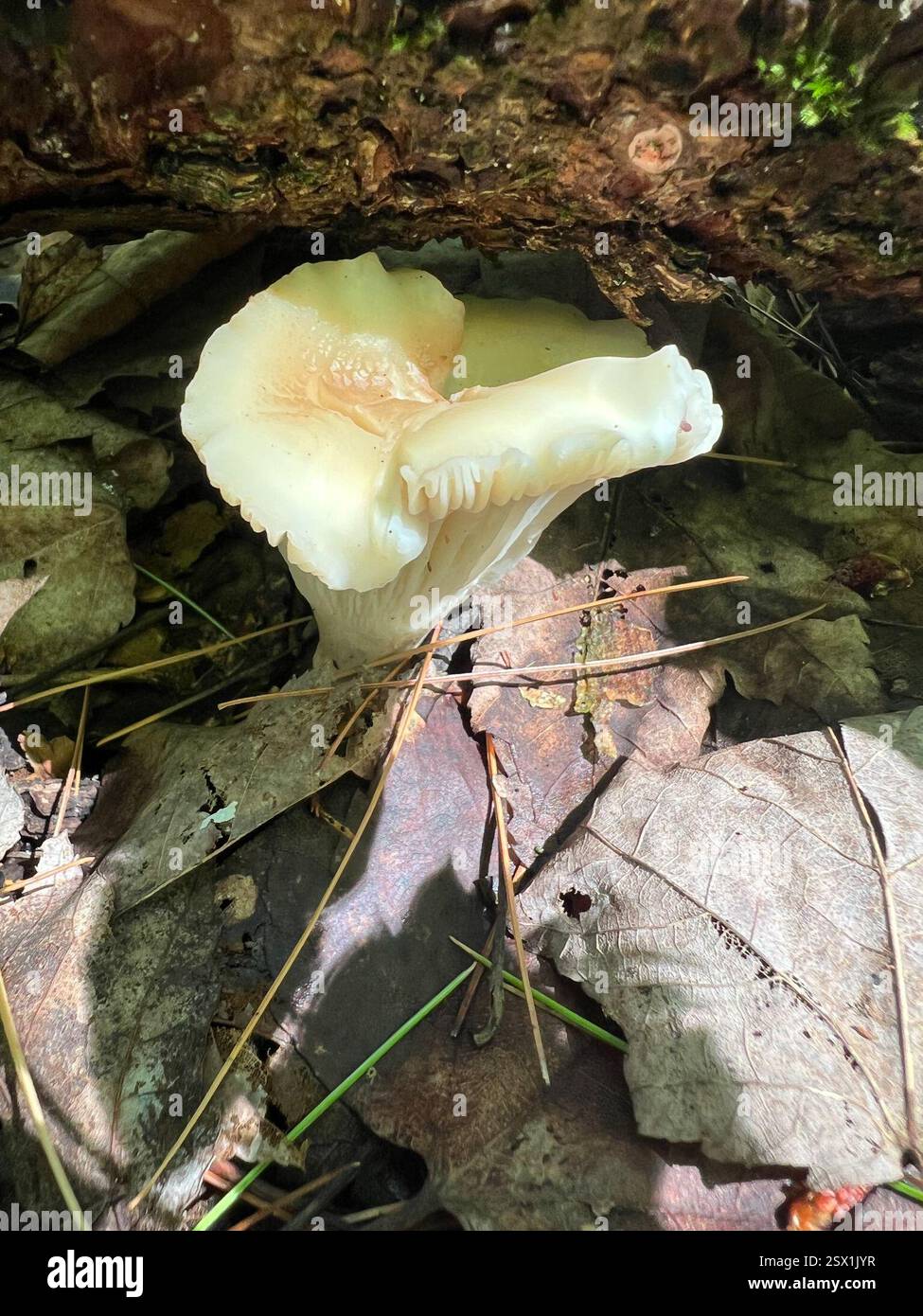 White Chanterelle (Cantharellus subalbidus), Fungi, Selwyn, ON, CA, I ...