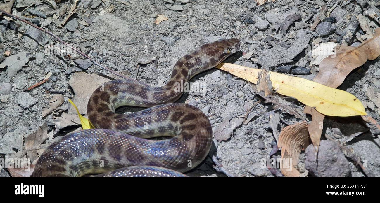 Children's Python (Antaresia childreni), Reptilia, Northern Territory ...