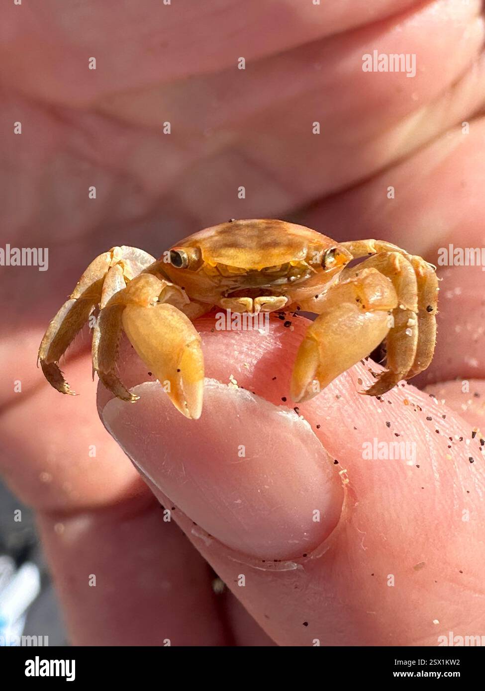 Goldencrab hi-res stock photography and images - Alamy