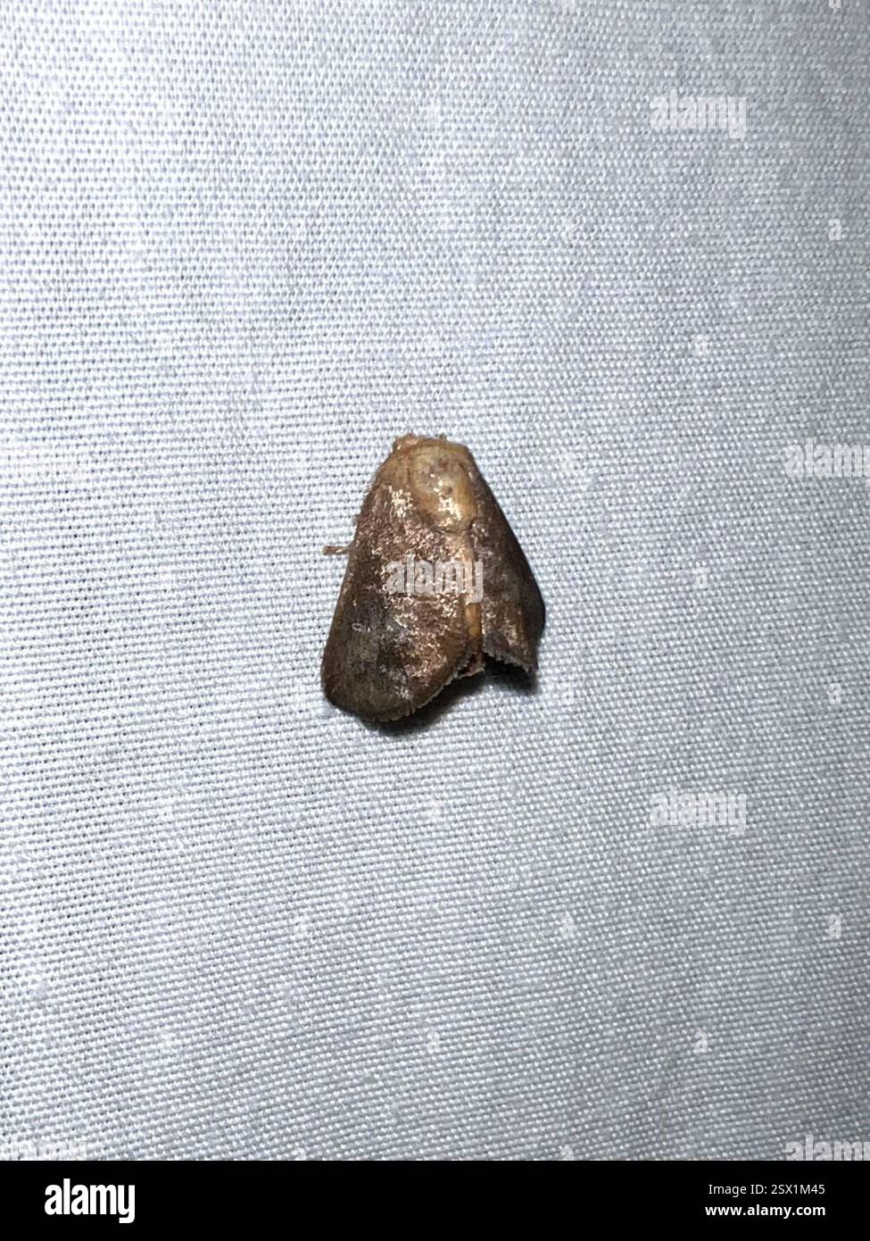 Crowned Slug Moth (Isa textula), Insecta, The Adirondack Preserve ...