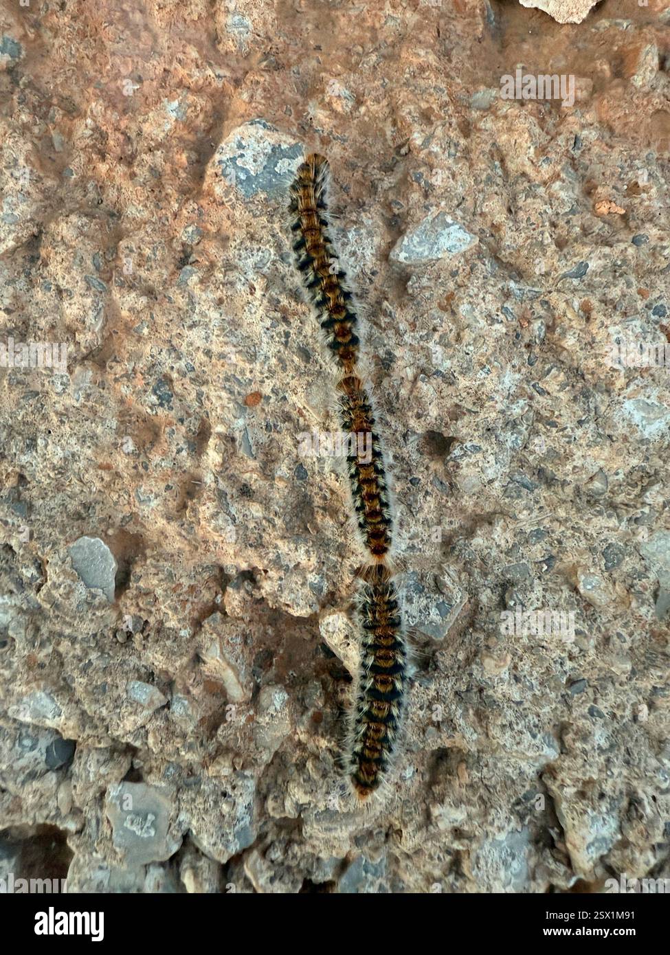 Eichenprozessionsspinner Spain 20250220 Symbolbild ...