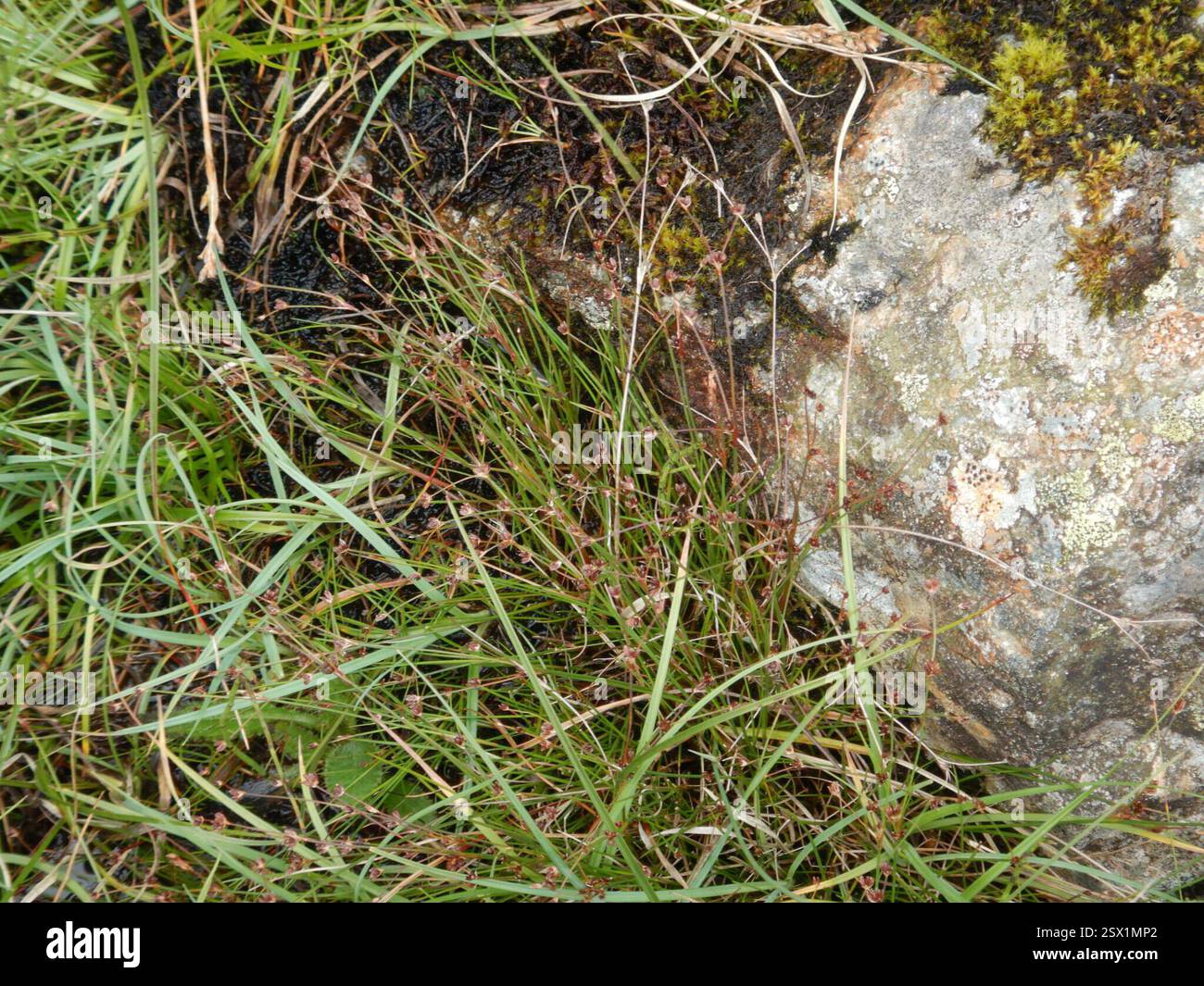 Bulbous Rush (Juncus bulbosus), Plantae, Angus Council, UK Stock Photo ...