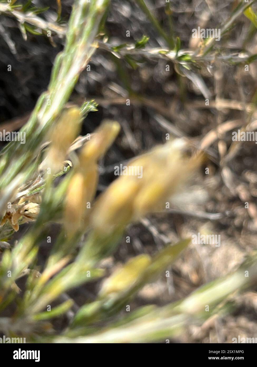 littleleaf horsebrush (Tetradymia glabrata), Plantae, Owyhee County, ID ...