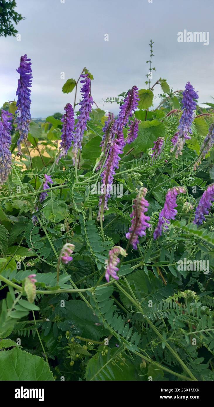 tufted vetch (Vicia cracca), Plantae, Tiverton EX16 4NJ, UK, Climbing ...