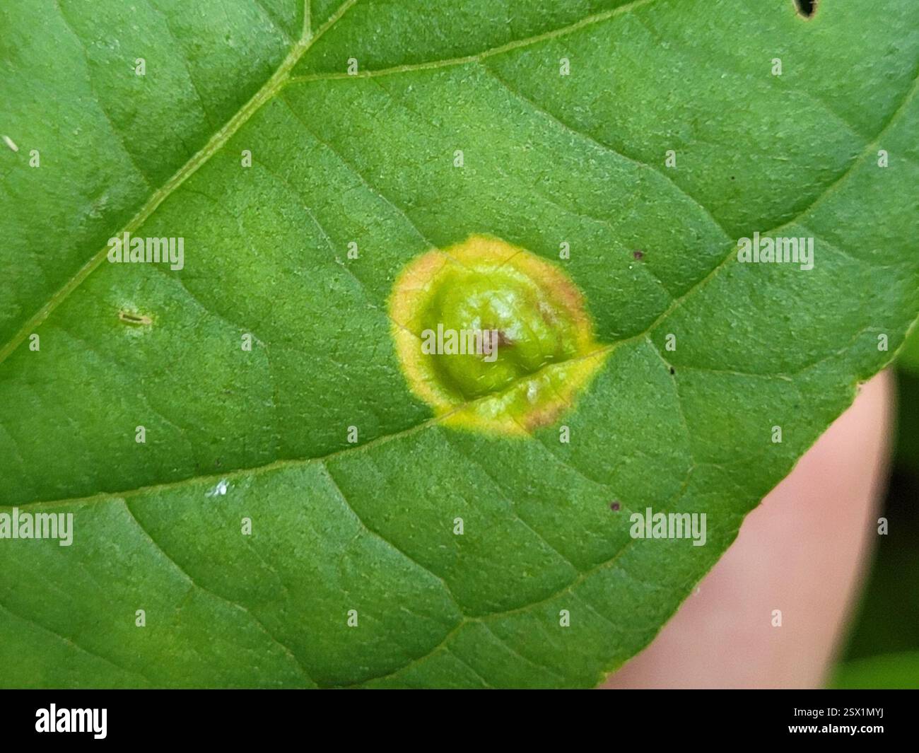 Dogwood Eyespot Gall Midge (Parallelodiplosis subtruncata), Insecta ...