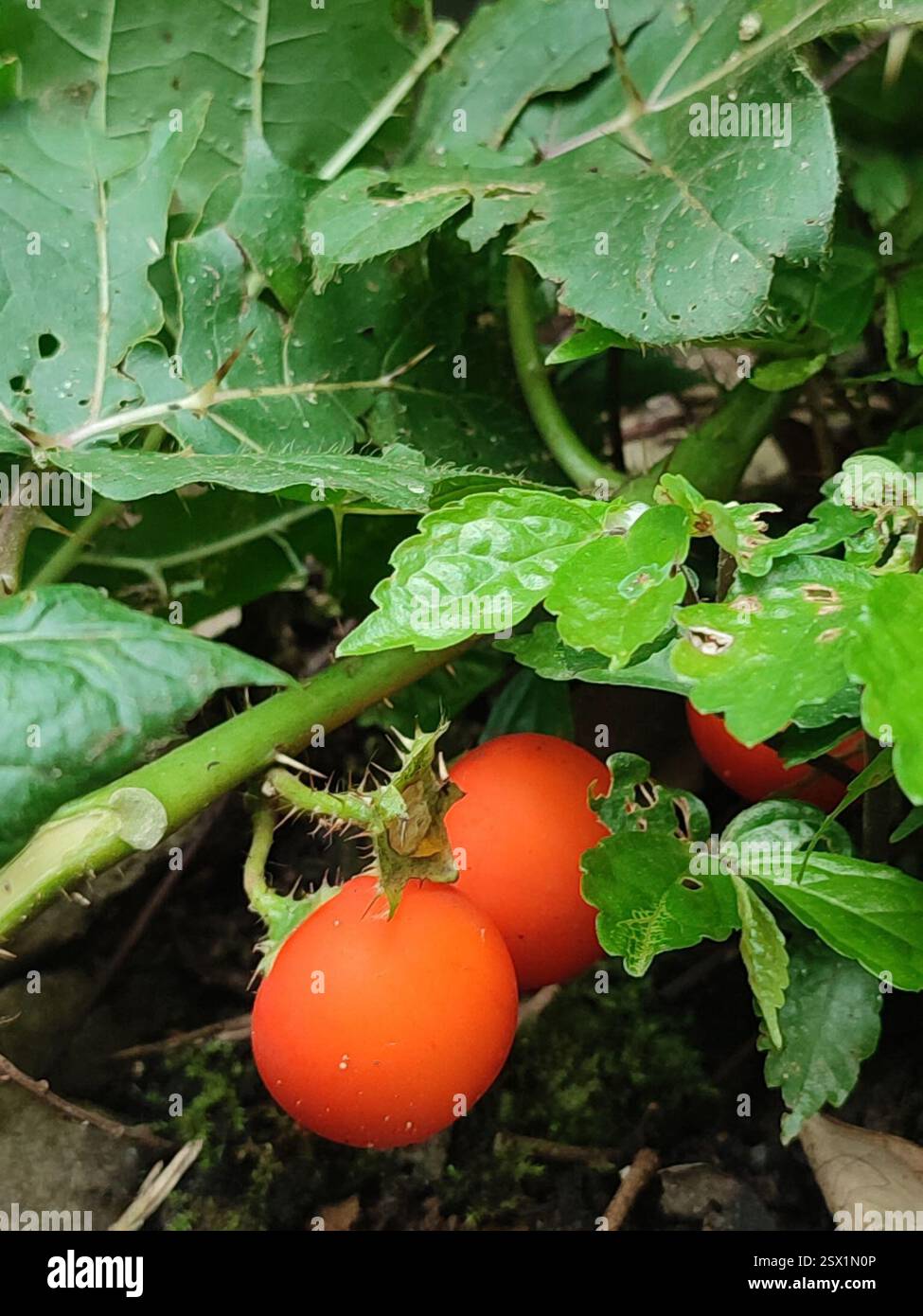 Cockroach Berry (Solanum capsicoides), Plantae, 262台灣宜蘭縣礁溪鄉RPMW+MP ...