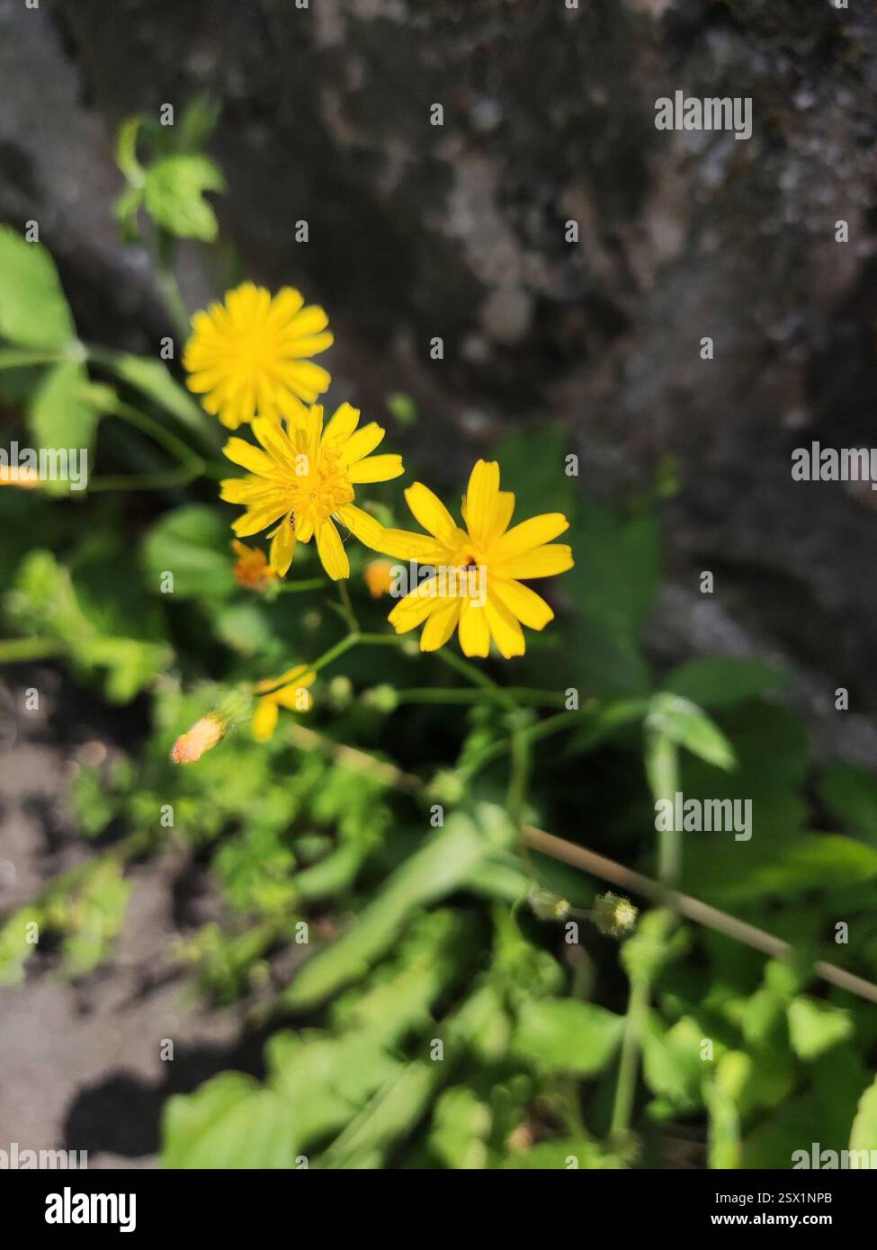 Smooth hawksbeard (Crepis capillaris), Plantae, Vieil Houdain, 62620 ...
