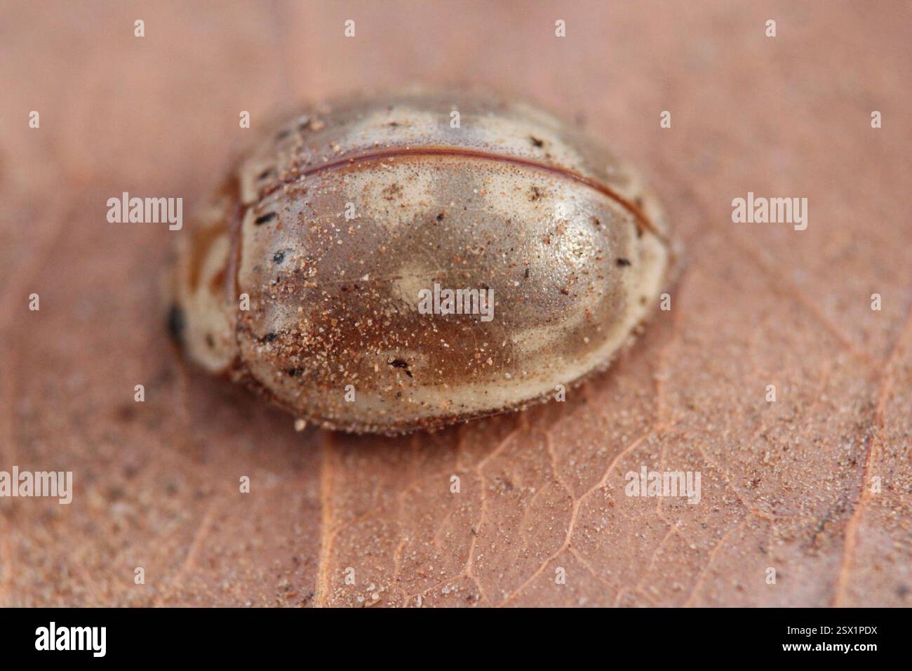 Leopard Lady Beetle (Harmonia pardalina), Insecta, Emerald Hill, Harare ...