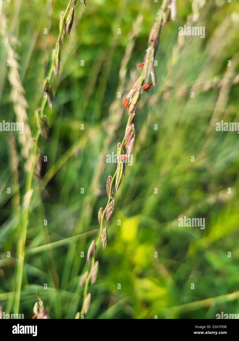 Sideoats Grama (Bouteloua curtipendula), Plantae, Homer Township, MN ...