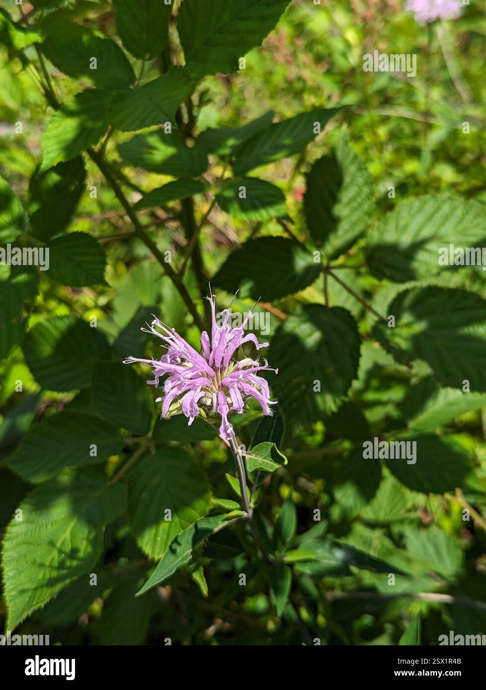 wild bergamot (Monarda fistulosa), Plantae, Boonton, NJ 07005, USA ...