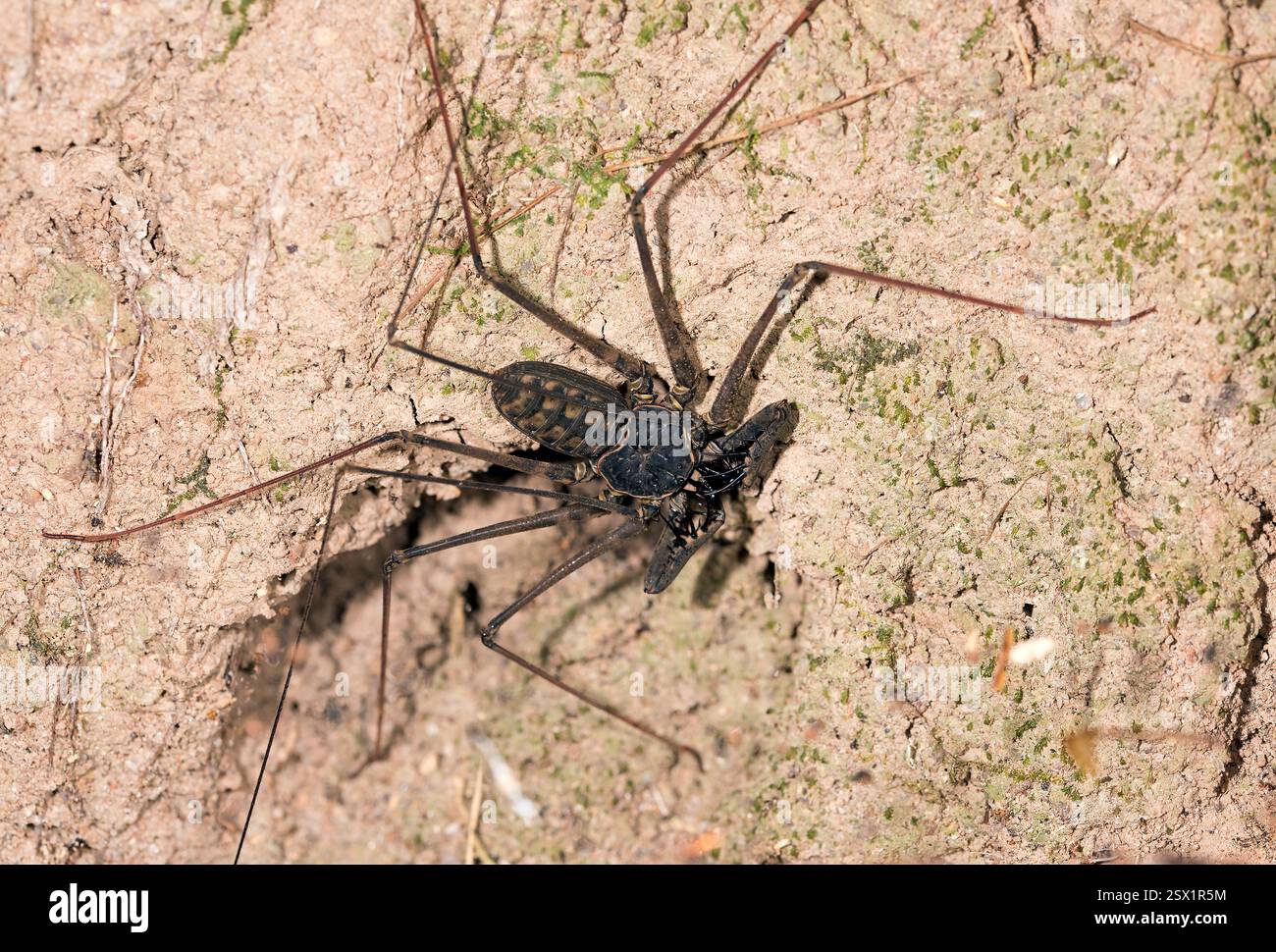 Whip spider hi-res stock photography and images - Alamy