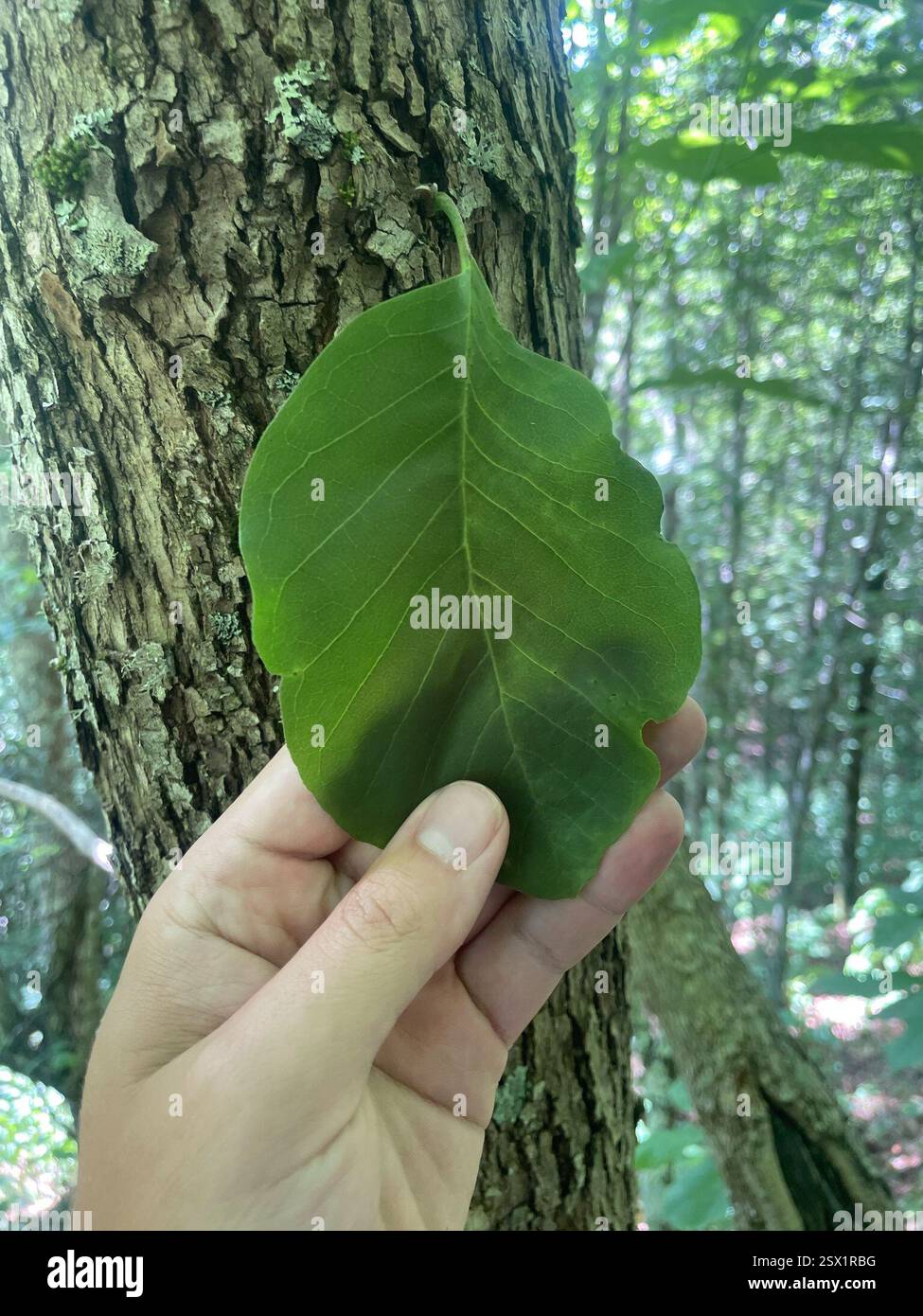 Cucumber-tree (Magnolia acuminata), Plantae, Pisgah National Forest ...