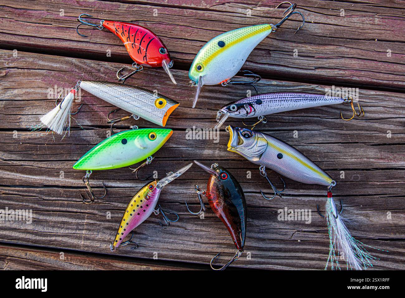 Squarebill hi-res stock photography and images - Alamy