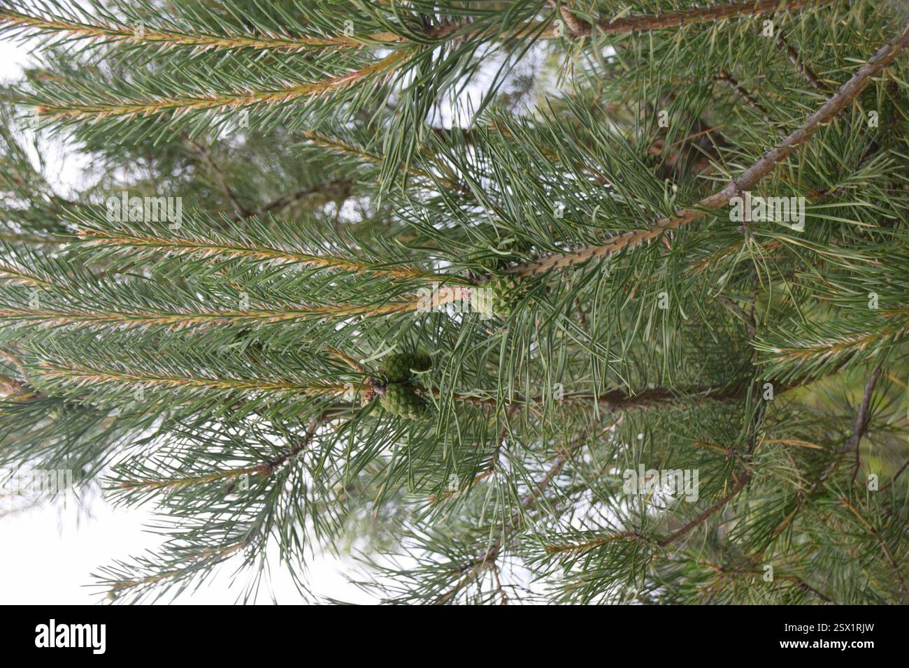 Scots pine (Pinus sylvestris), Plantae, Powerview, Powerview-Pine Falls ...
