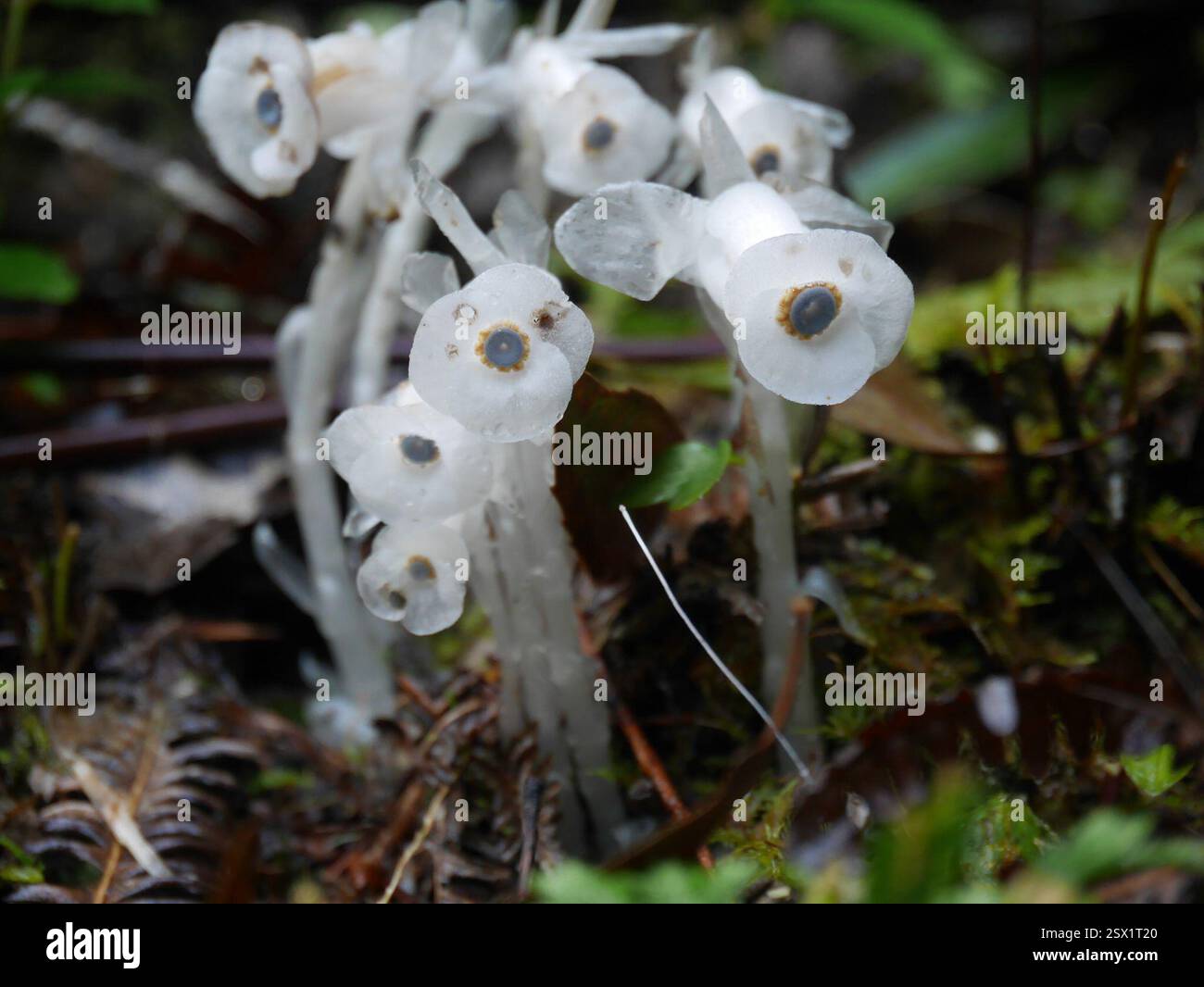 Convulsion Root (Monotropastrum humile), Plantae, 972, Taiwan, Hualien ...