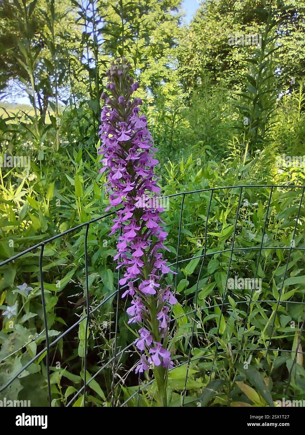 Purple Fringeless Orchid (Platanthera peramoena), Plantae, Virginia, US ...