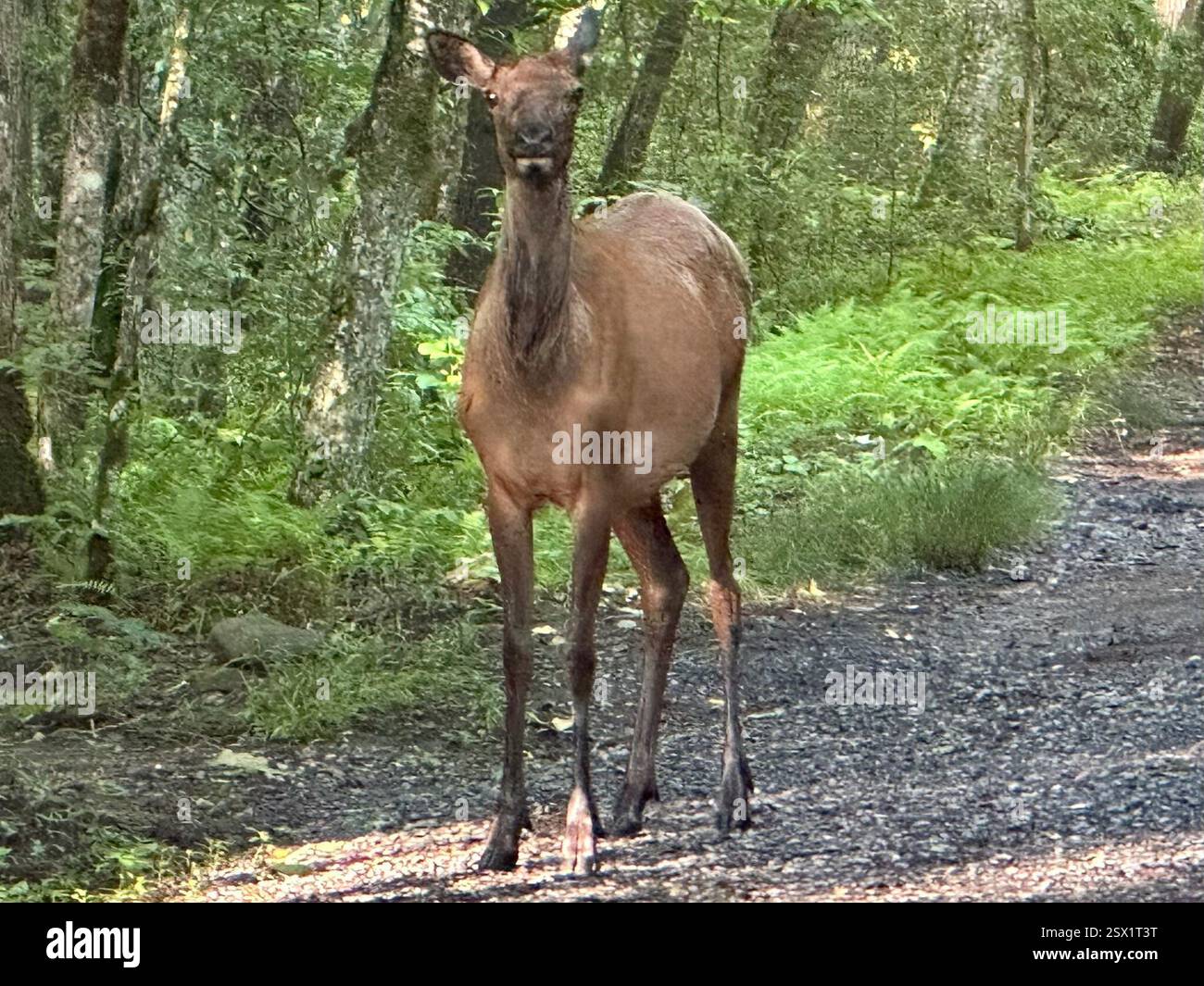 Wapiti (Cervus canadensis), Mammalia, North Carolina, US, Manitoban elk ...