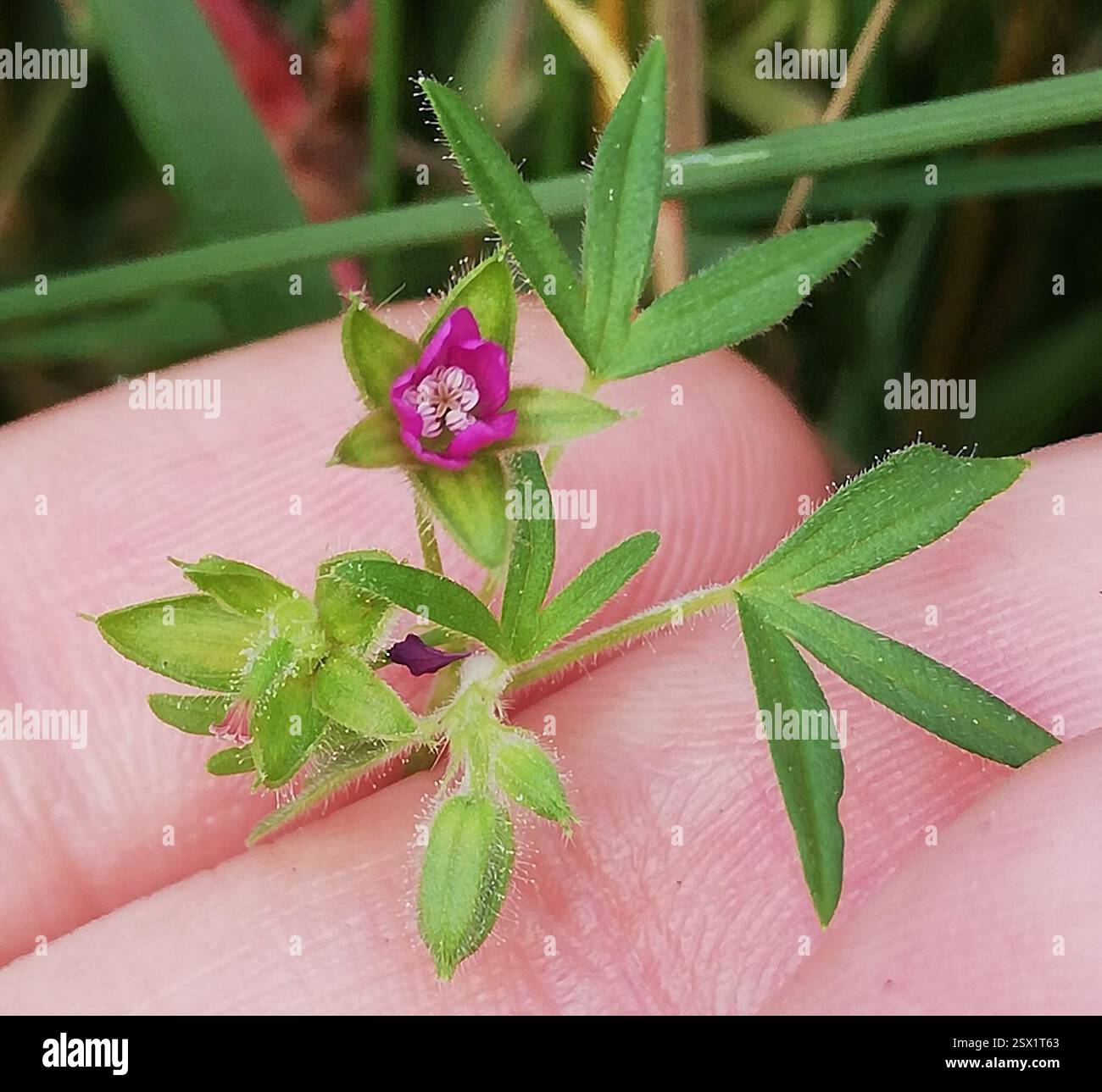 Seed dispersal structures hi-res stock photography and images - Alamy