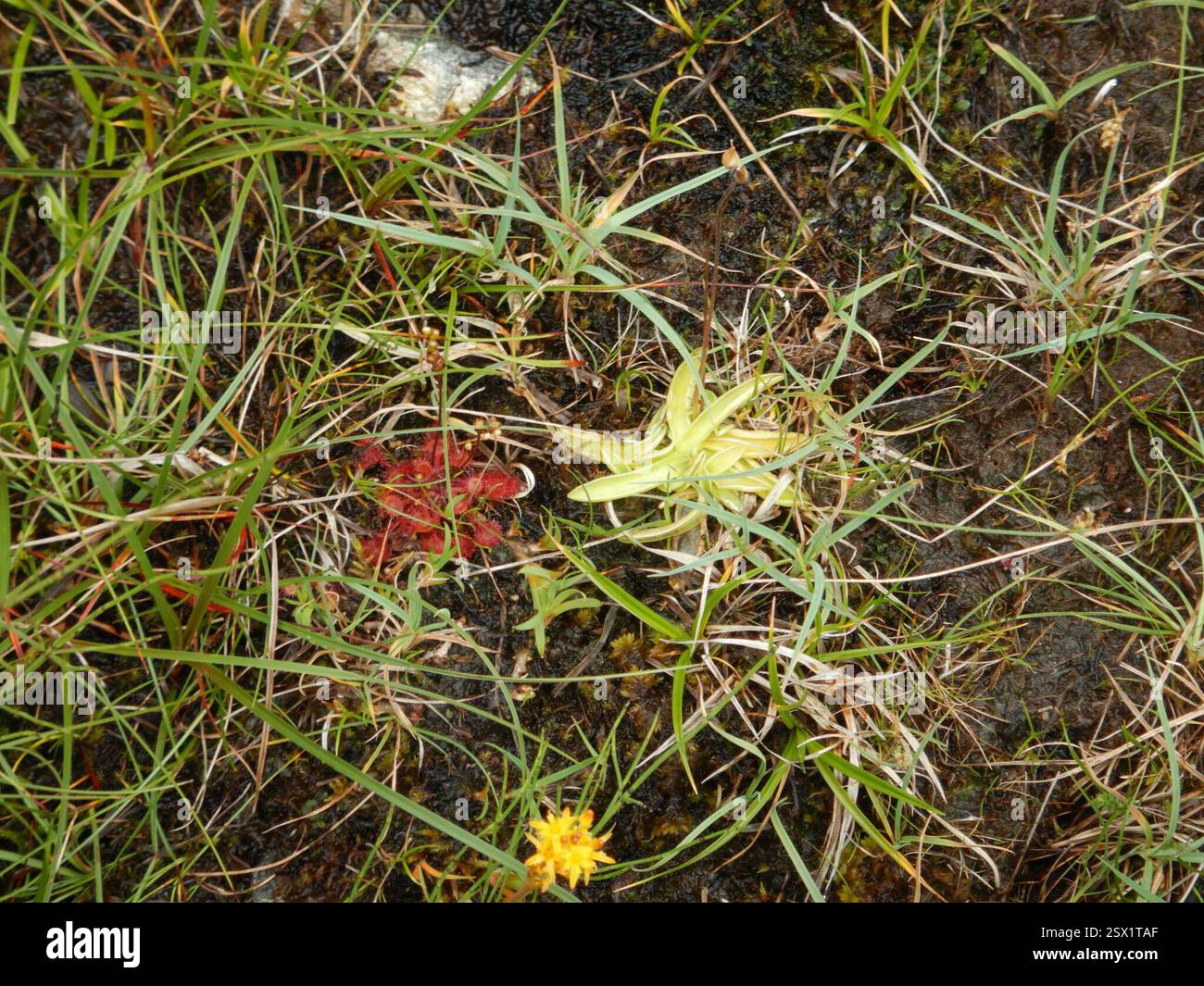 Common Butterwort (Pinguicula vulgaris), Plantae, Angus Council, UK ...