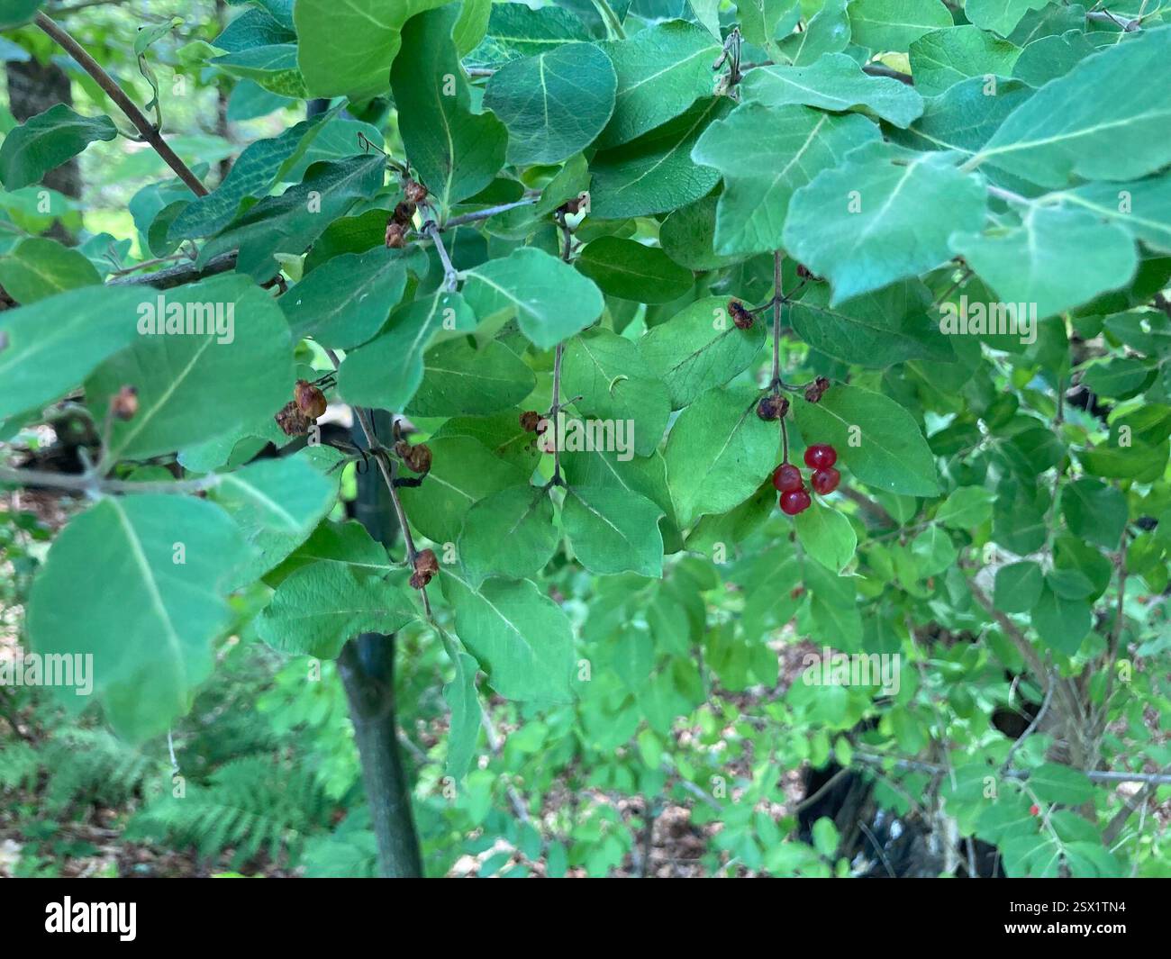 Morrow's honeysuckle (Lonicera morrowii), Plantae, Laurel Ln, Equinunk ...