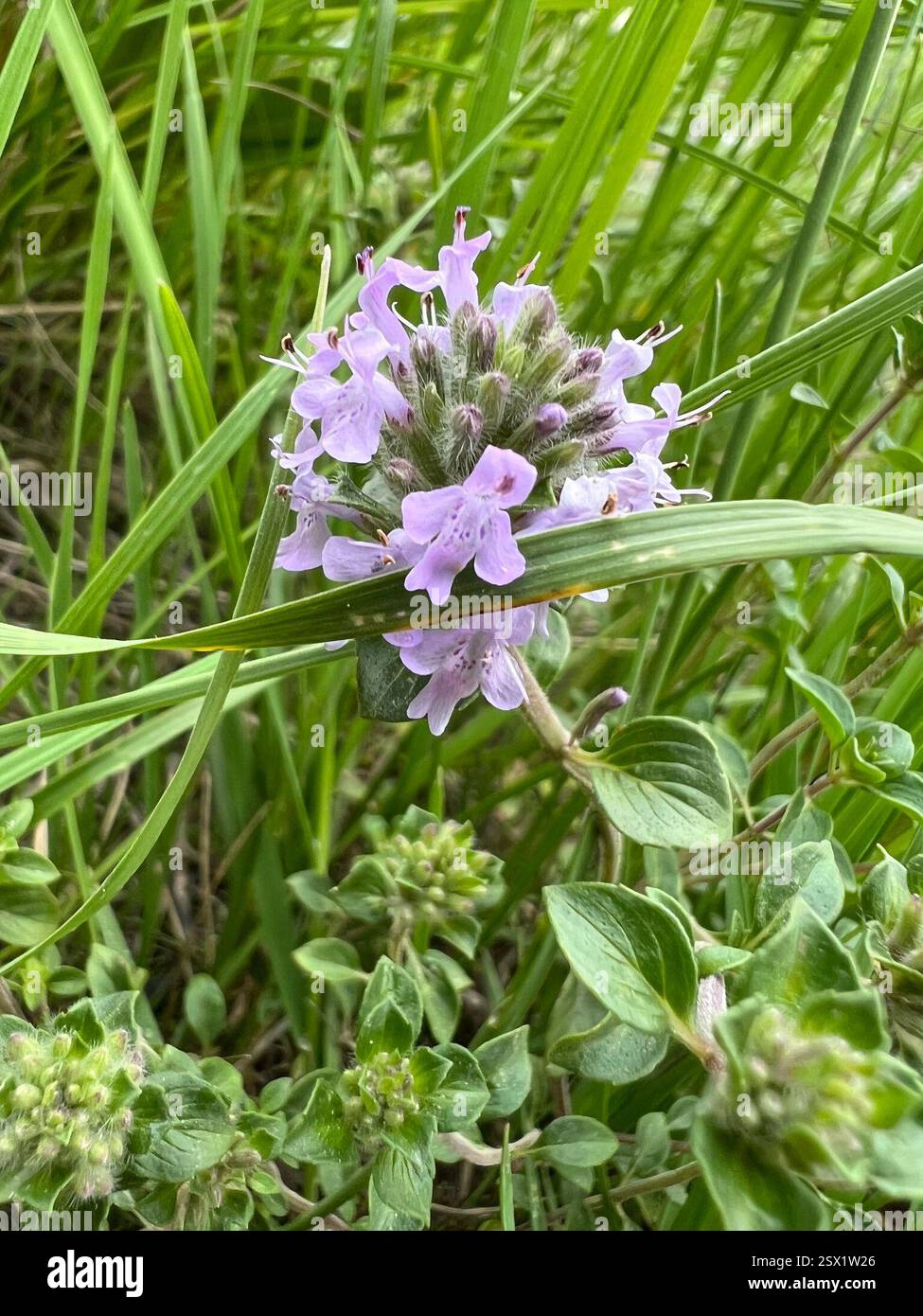 Ziziphora clinopodioides hi-res stock photography and images - Alamy
