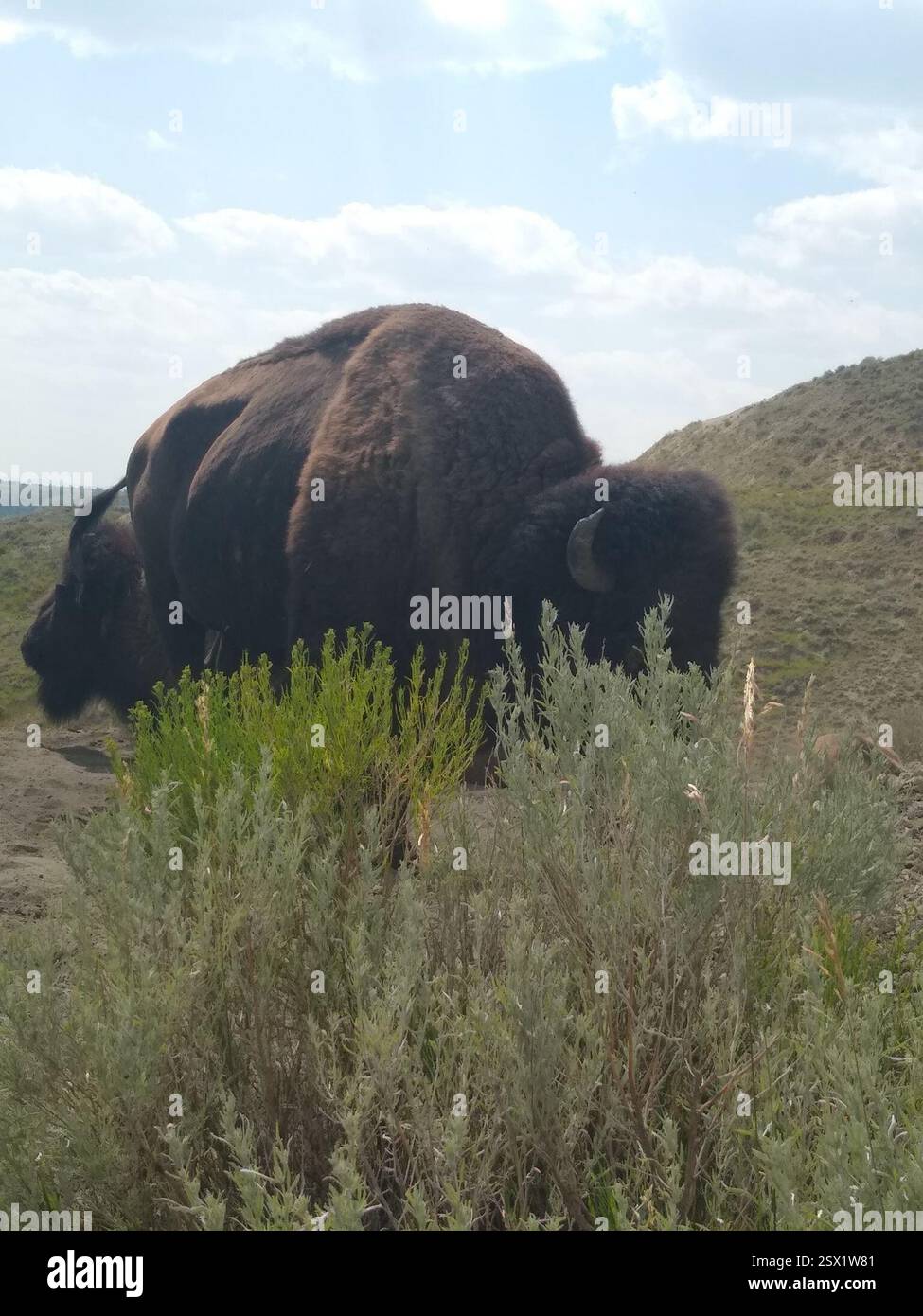 American Bison (Bison bison), Mammalia, Medora, ND 58645, USA Stock ...