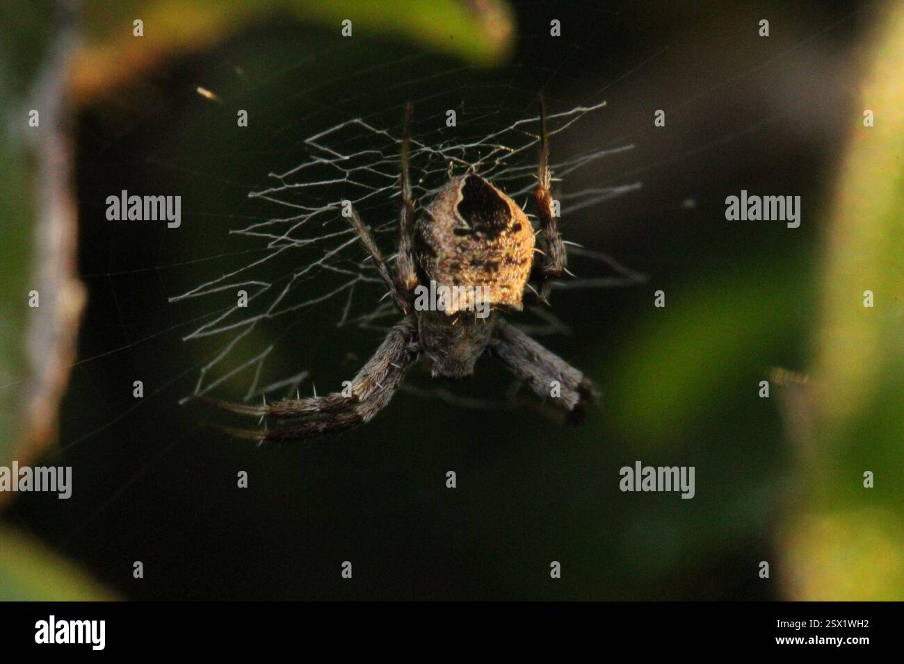 Doilie Orb-web Spider (Gea infuscata), Arachnida, Emerald Hill, Harare ...