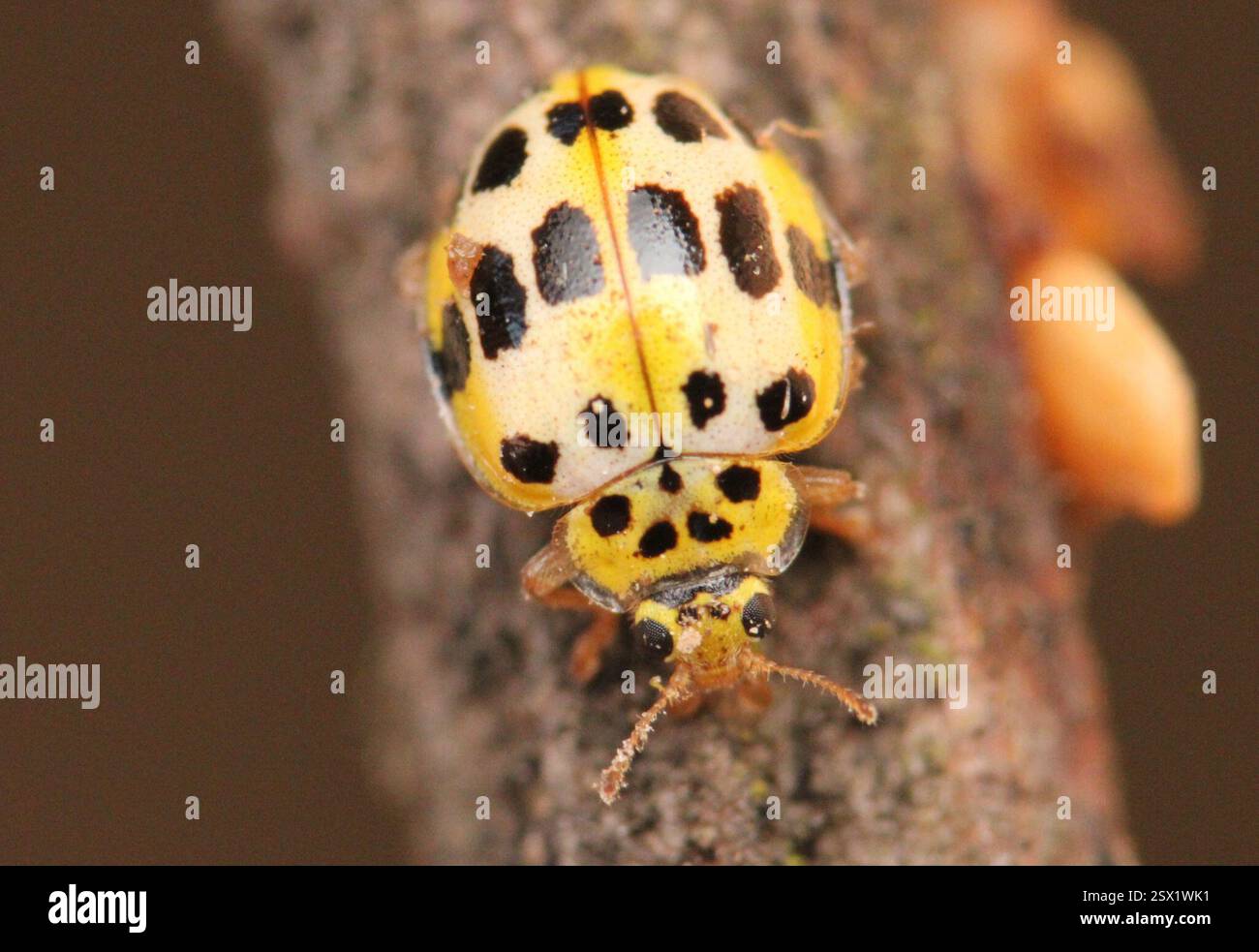 Variegated Fungus-eating Lady Beetle (Psyllobora variegata), Insecta ...