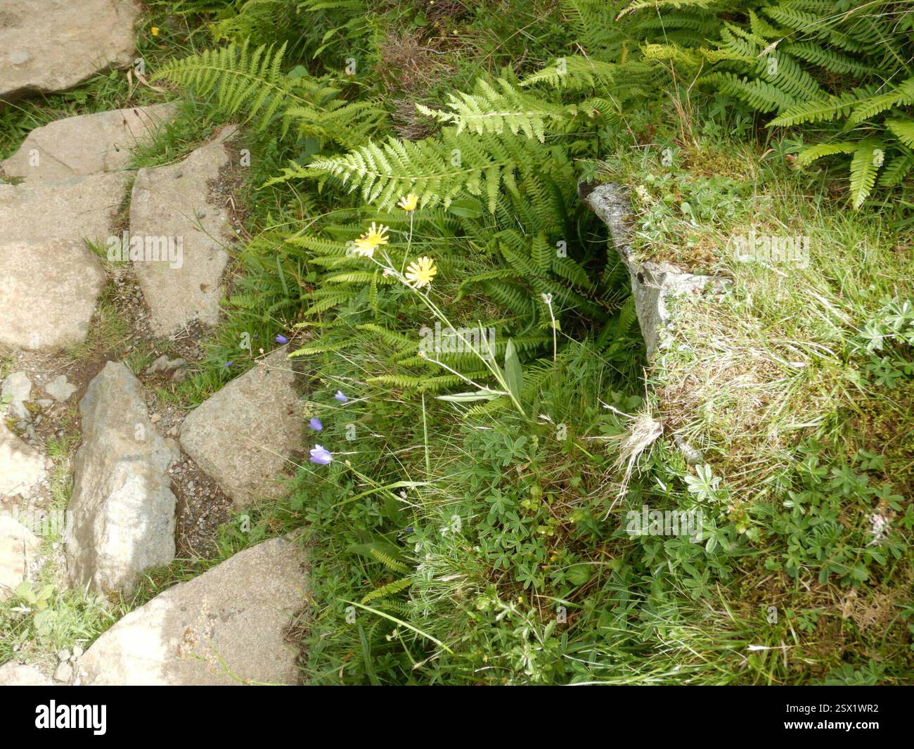 hawkweeds (Hieracium), Plantae, Angus Council, UK Stock Photo - Alamy