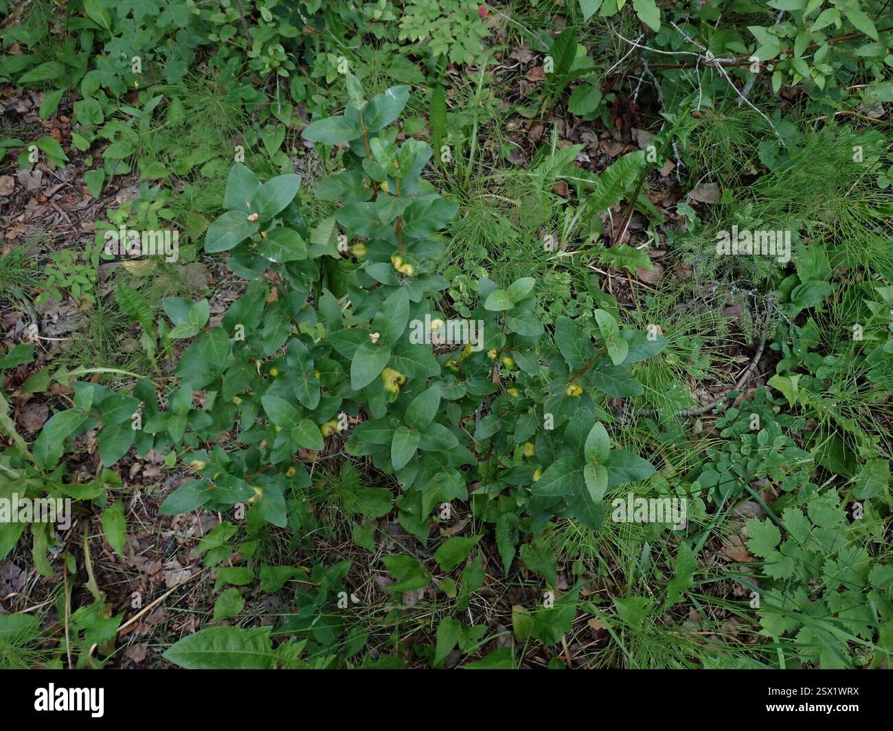 Orange-Yellow Rusts (Puccinia), Fungi, Division No. 4, CA-SK, CA, https ...