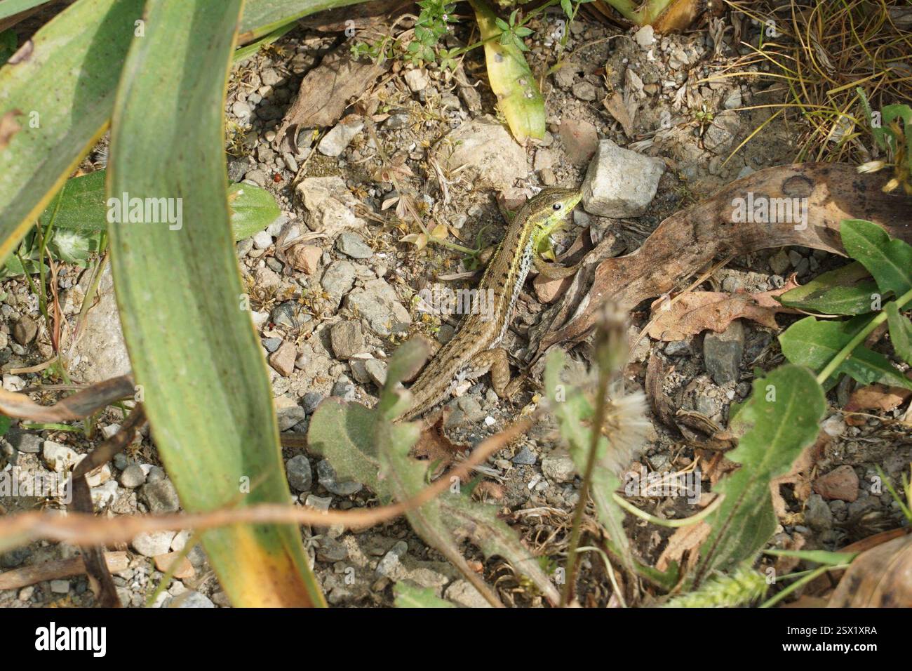 Snake-eyed Lizard (Ophisops elegans), Reptilia, Sığacık Mh., 139/3. Sk ...