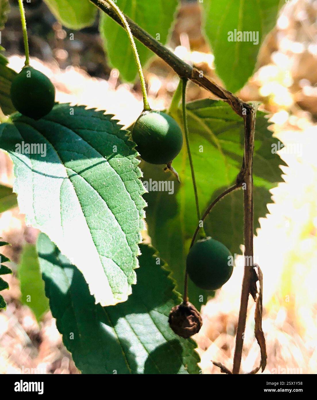 Nettle tree (Celtis australis), Plantae, Parco Naturale Regionale di ...