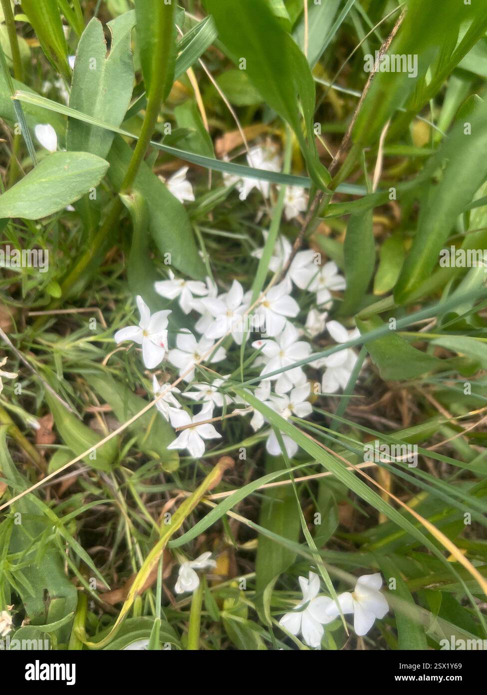 flowery phlox (Phlox multiflora), Plantae, Ashley National Forest ...