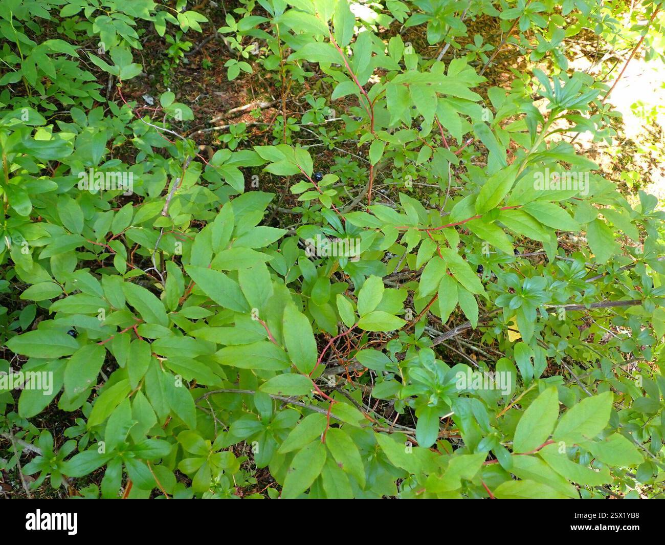 thinleaf huckleberry (Vaccinium membranaceum), Plantae, West Vancouver ...
