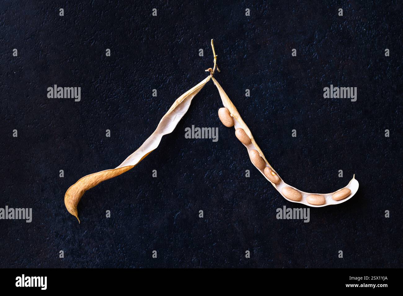 A bean pod that has been dried and split in two on black background ...