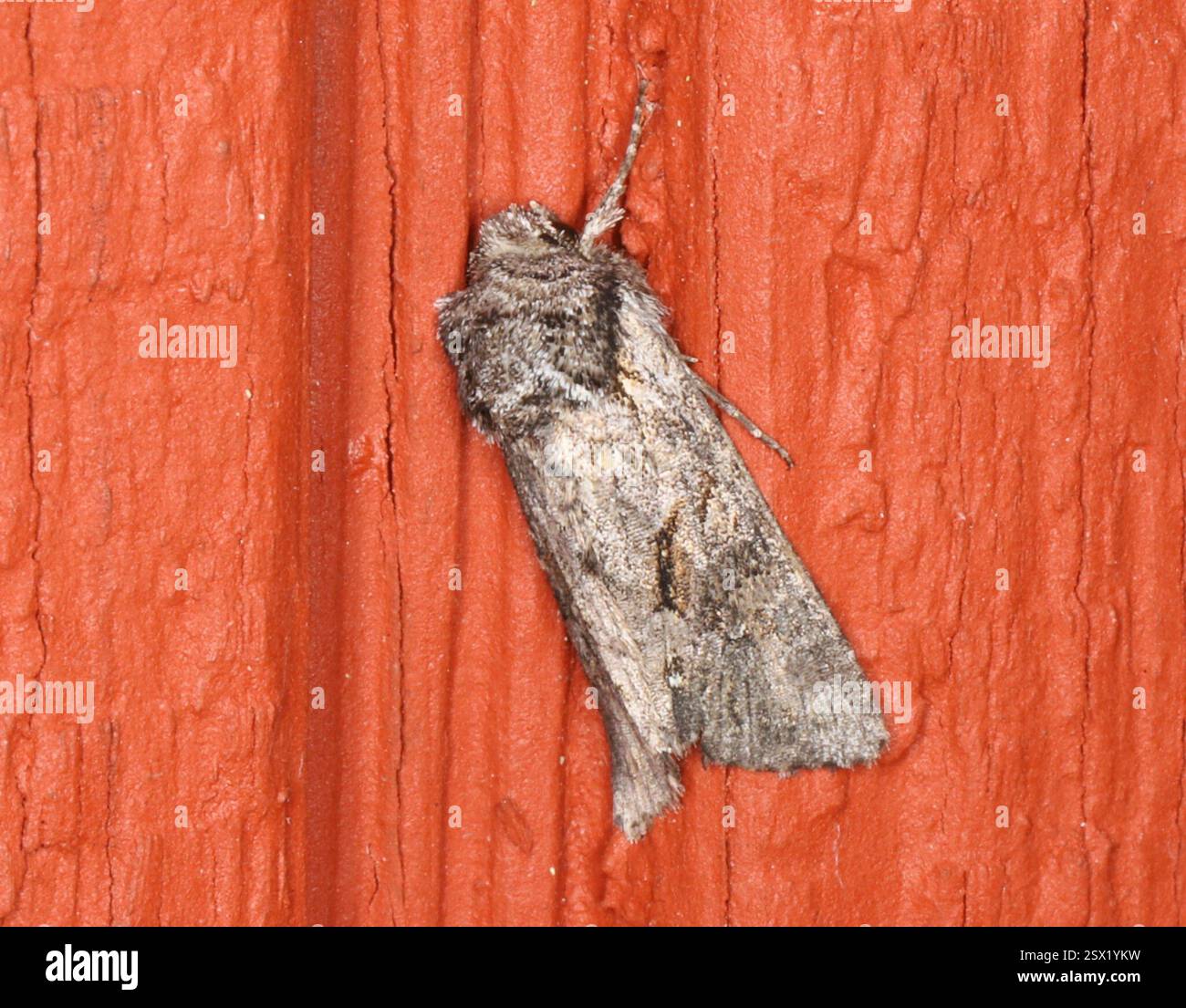 Neebing hi-res stock photography and images - Alamy