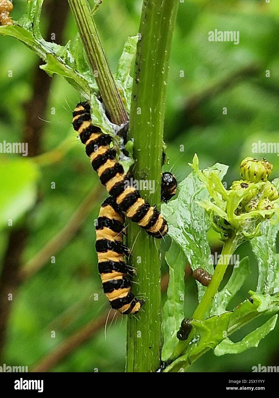 Cinnabar moth (Tyria jacobaeae), Insecta, St Catherines, Cairndow PA25 ...